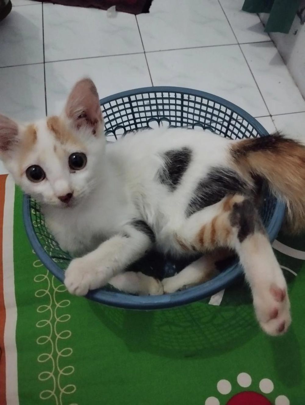 Potret Kucing Lagi Nyantai Gak Kenal Tempat Potret Kucing Lagi Nyantai Gak Kenal Tempat
