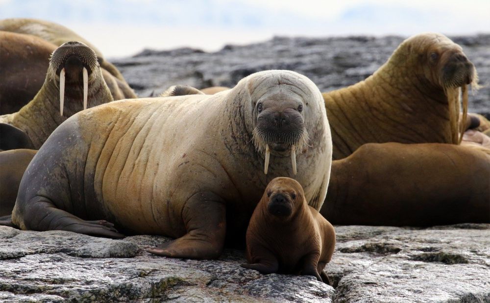 10 Fakta Menakjubkan Walrus, Mereka Bisa Tidur di Dalam Air!
