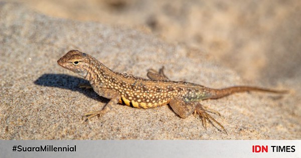 5 Fakta Menarik Seputar Kadal, Hewan Purba yang Masih Eksis!