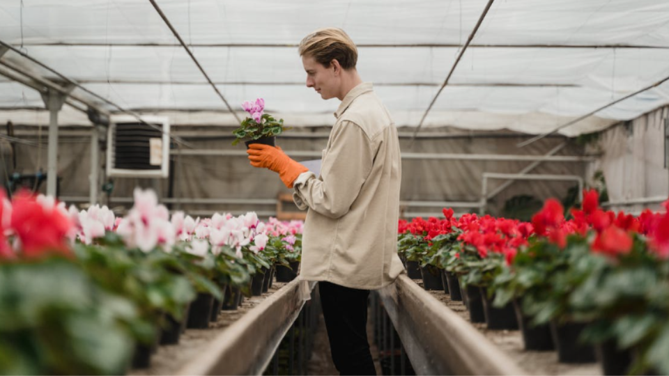 5 Panduan Merawat Tanaman Hias di Musim Panas