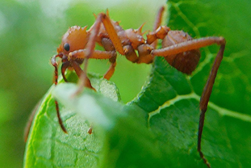 7 Fakta Semut Pemotong Daun, Apakah Mereka Makan Dedaunan?