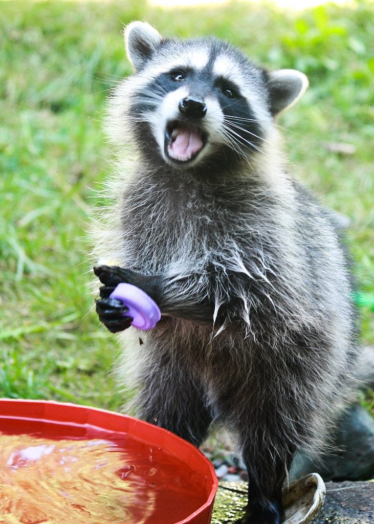 9 Foto Gemas Rakun Bareng Mainannya, Sampai Gak Mau Dilepas!