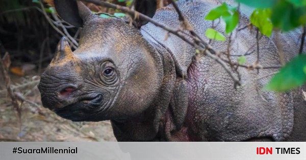 6 Hewan Jadi Fauna Identitas Provinsi Pulau Jawa Sudah Tahu?