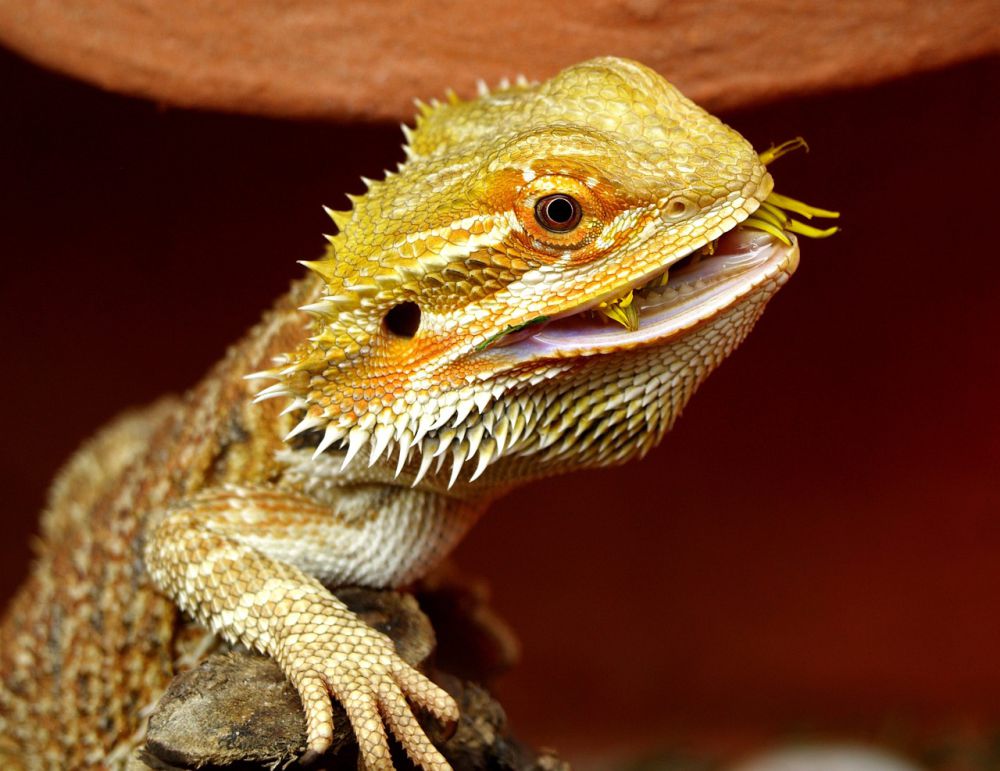 11 Fakta Menakjubkan Bearded Dragon