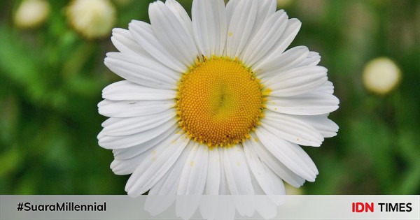 Fakta Unik Bunga Daisy Jarang Diketahui, Bisa Dikonsumsi!