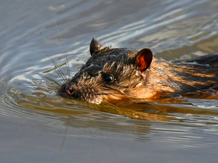 7 Fakta Unik Rakali, Tikus Air Australia yang Makan Kodok