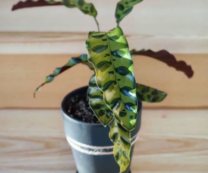 9 Jenis Kalatea yang Cantik Sebagai Tanaman Hias Indoor