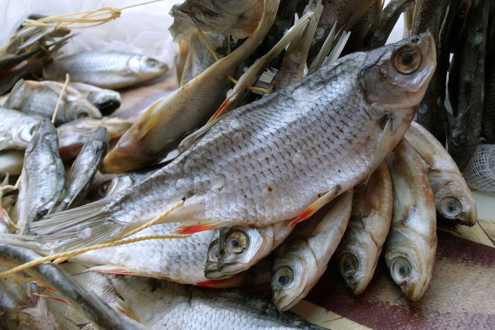 10 Jenis Ikan yang Mudah Dijadikan Stok Food Prep