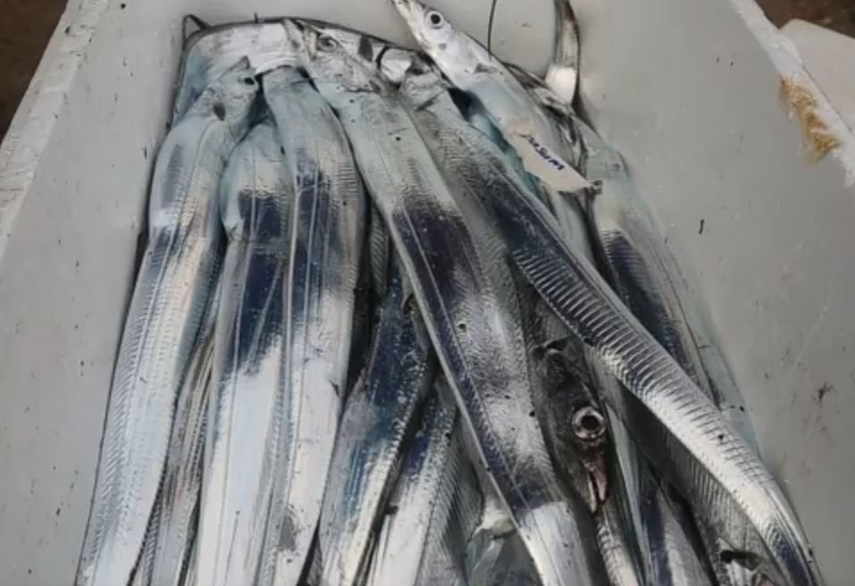 5 Fakta Ikan Layur si Panjang Pipih, Unik dan Kaya Nutrisi