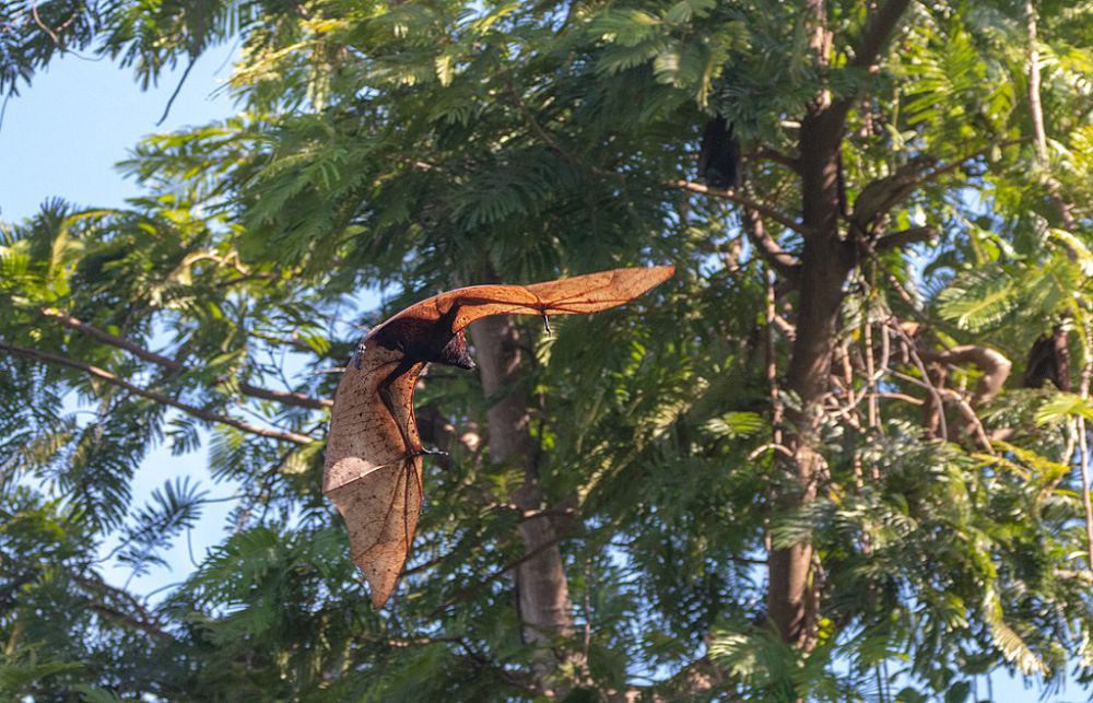 6 Spesies Kelelawar Terbesar di Dunia, Apa Saja?