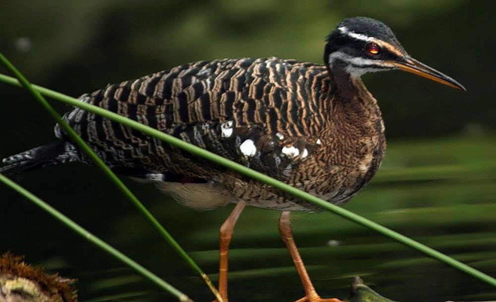 6 Fakta Sunbittern, Sarangnya Terbuat dari Sayuran Busuk!