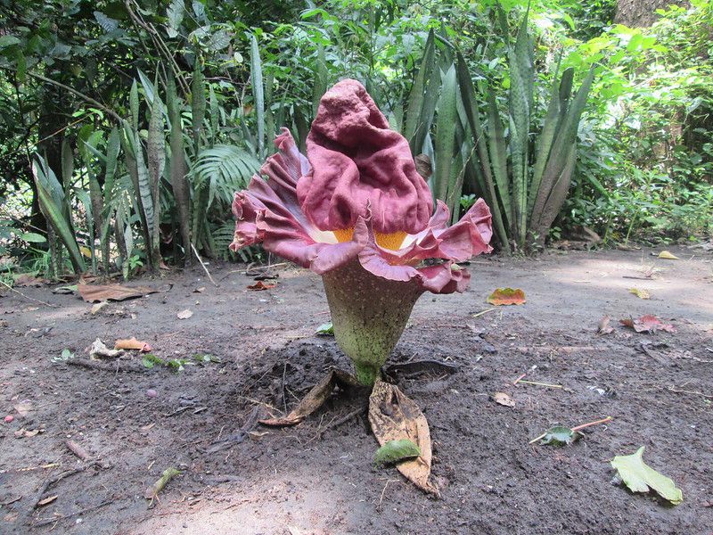 7 Fakta Unik Tentang Bunga Bangkai, Tumbuhan Paling Bau di D