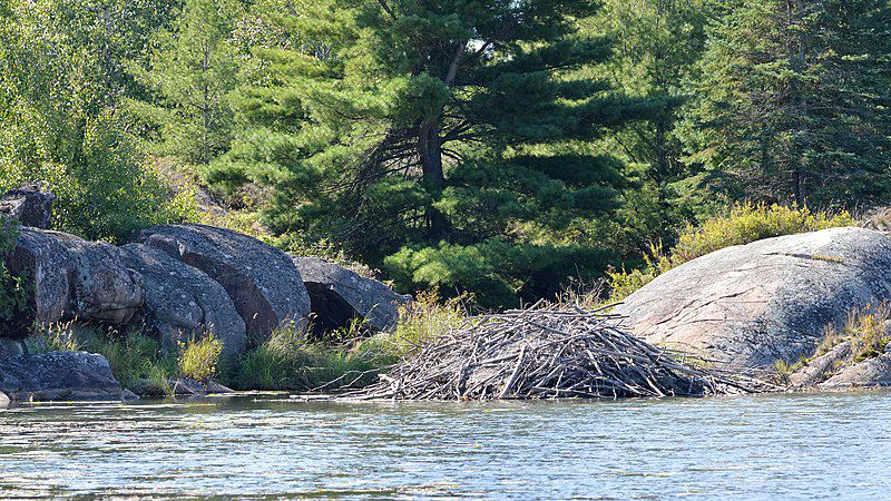 Fakta Biwara Amerika Utara