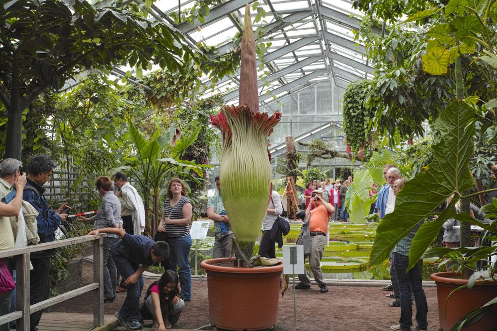 7 Fakta Unik Tentang Bunga Bangkai, Tumbuhan Paling Bau di D