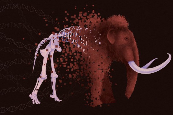 De-Extinction, Explained: De Extinction Projects – HHCT