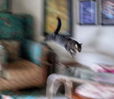 7 Foto Kucing Lari dengan Kecepatan Cahaya