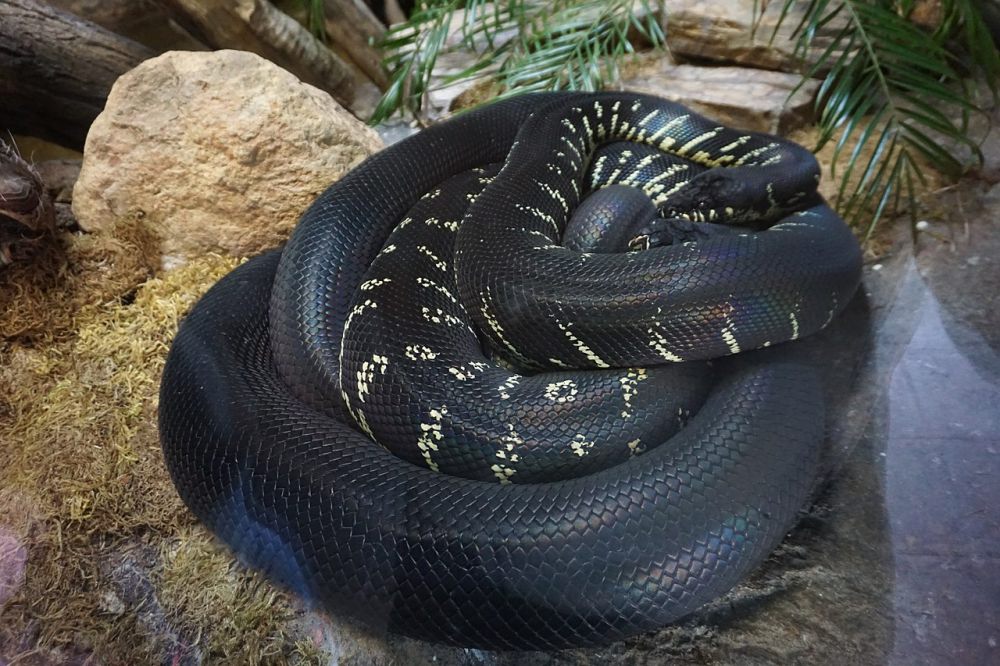 Daftar Ular yang Dilindungi di Indonesia, Terancam Punah