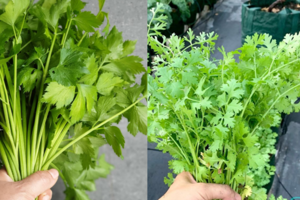 Perbedaan Daun Seledri dan Daun Ketumbar