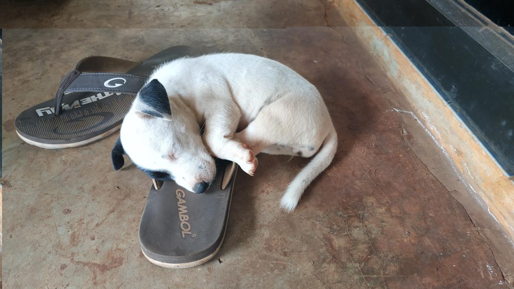 10 Foto Lucu dan Gemas Anabul Bareng Sandal