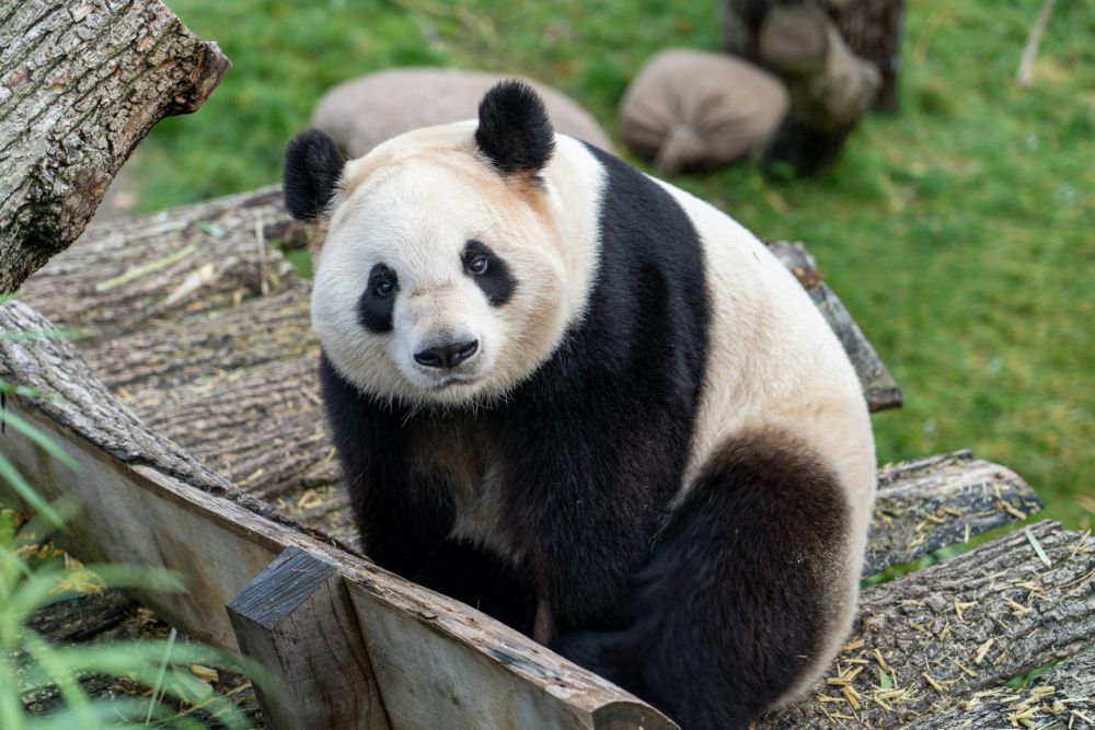 Bisakah Panda Makan Daging?