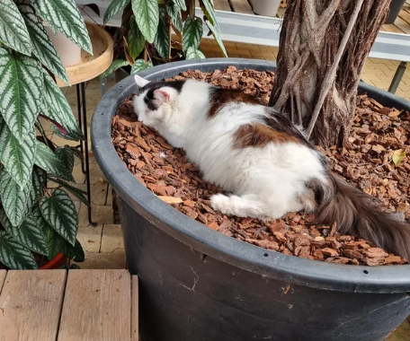 Potret Kocak Kucing Duduk di Atas Pot