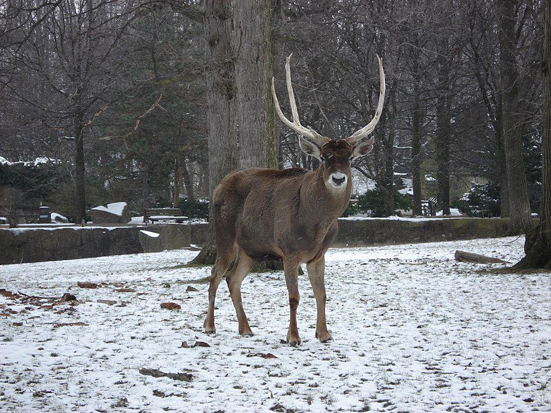 5 Fakta Unik Thorold's Deer, Spesies Rusa asal China!