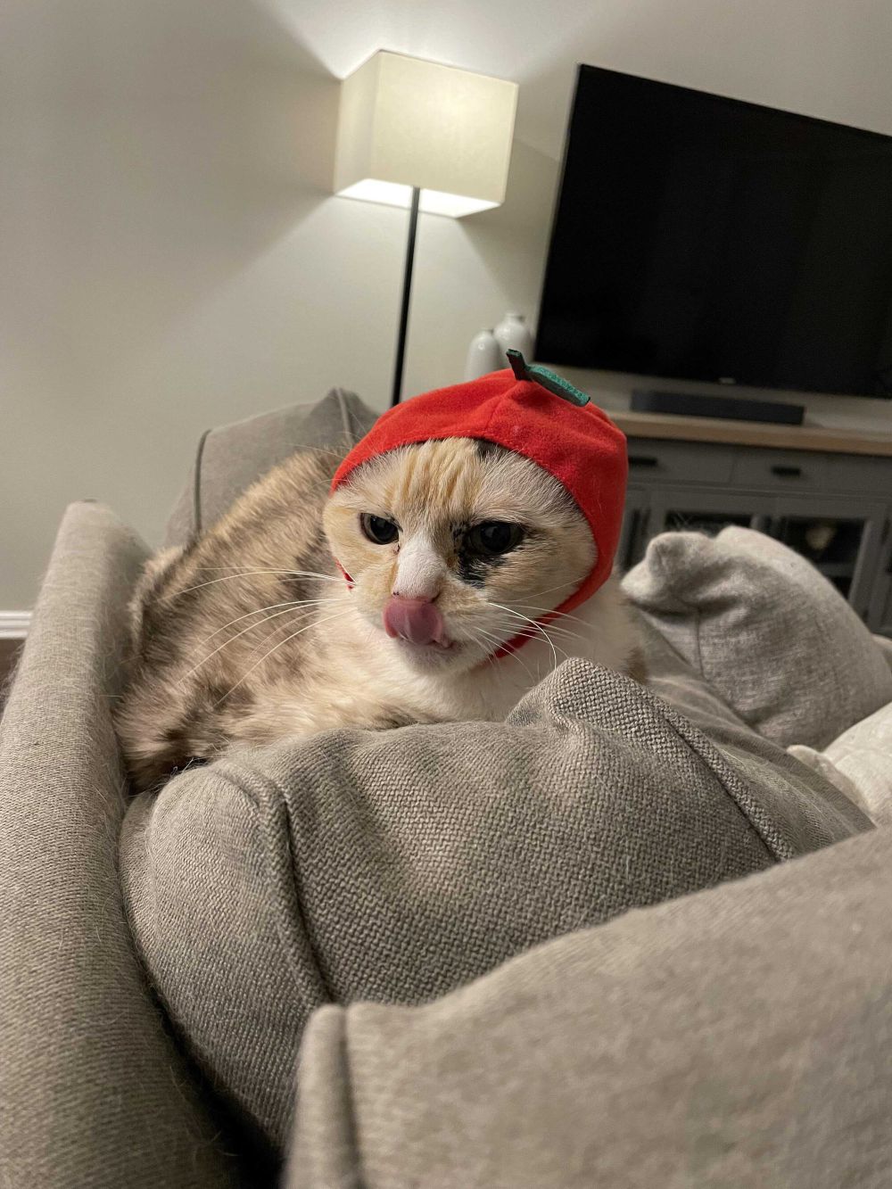 8 Potret Kucing Pakai Topi Apel, Sama-sama Bulat!