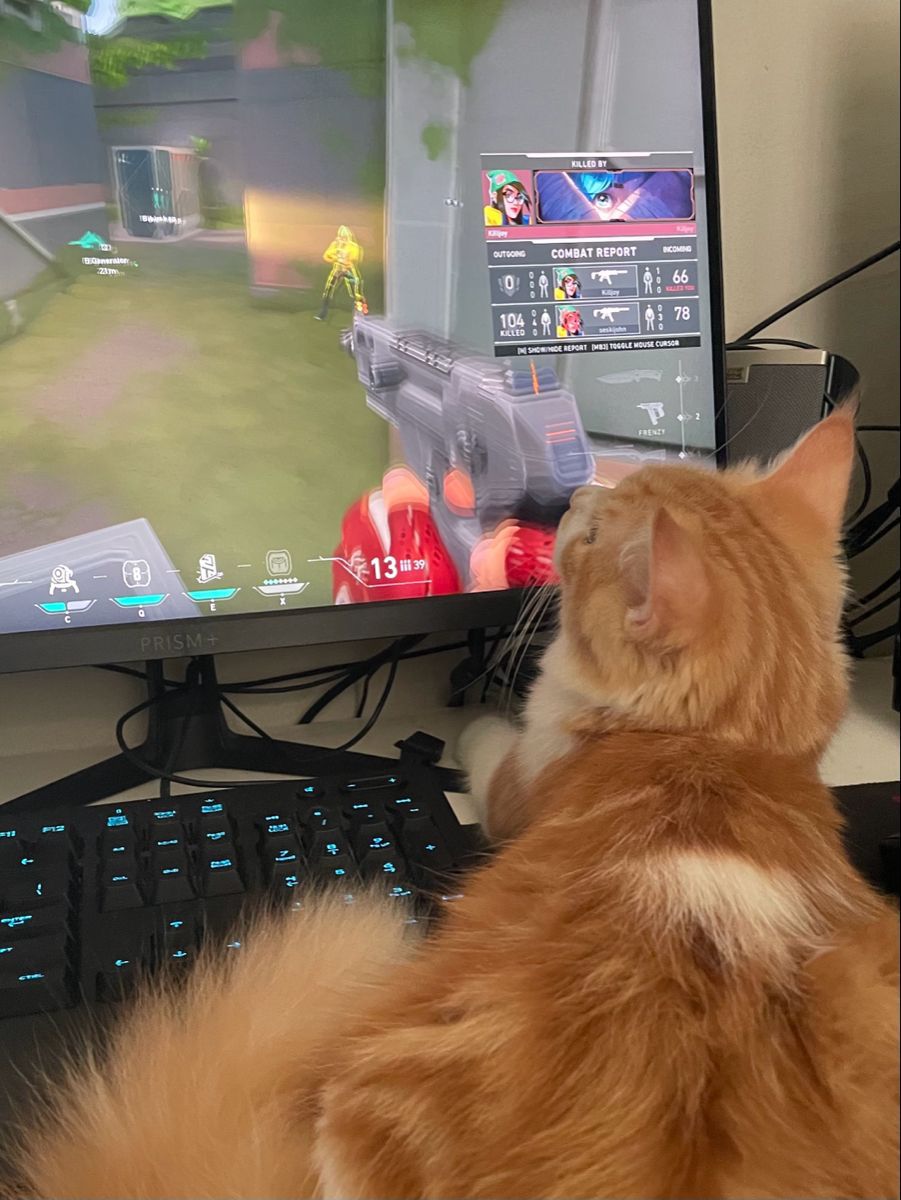 9 Potret Kucing Main Game, Ada yang Main Valorant, dong!