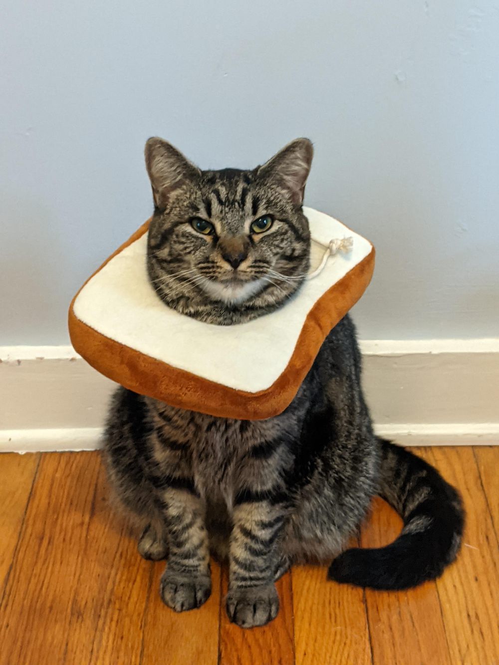 10 Foto Gemas Kucing Memakai Collar Bentuk Roti, Lucu Betul!