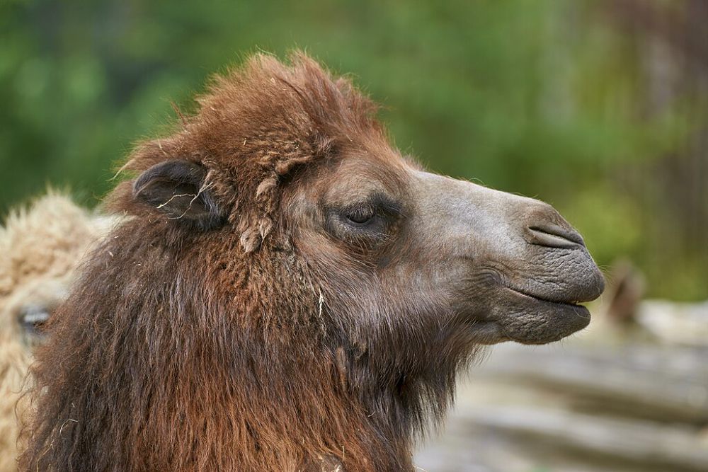 10 Fakta Unta Baktria Liar, Memakan Salju untuk Hemat Air