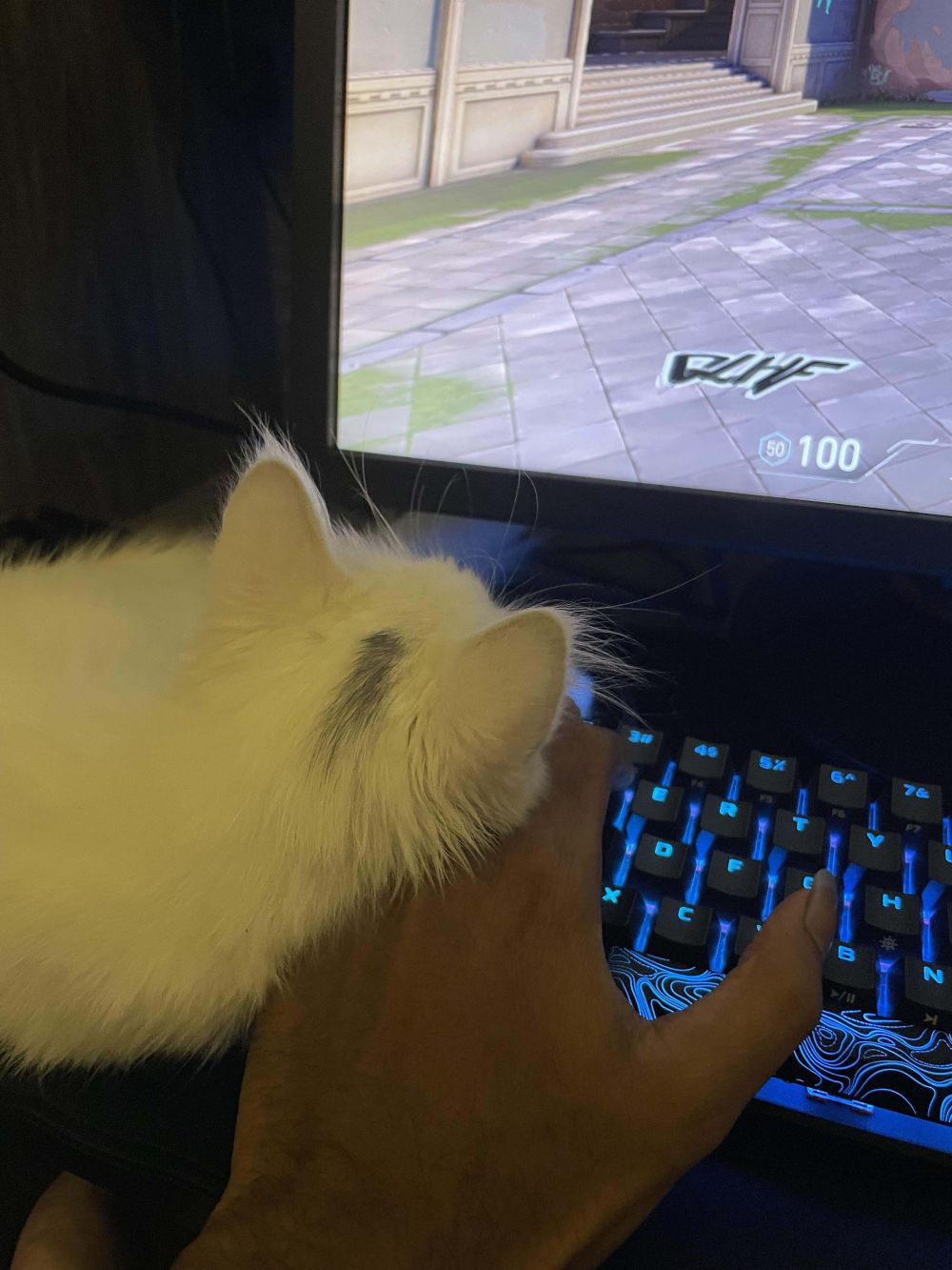 9 Potret Kucing Main Game, Ada yang Main Valorant, dong!