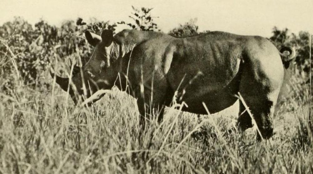 7 Fakta Badak Putih Utara, Keberadaannya Sangat Langka