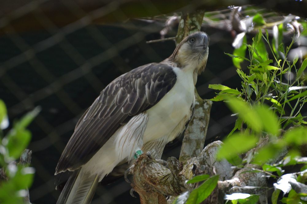 9 Fakta Unik Elang Filipina, Burung Pemangsa Bermata Biru!