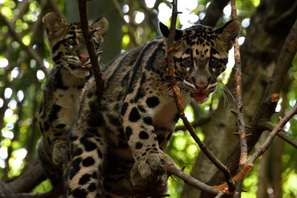 9 Fakta Menarik Macan Dahan, Pupil Matanya Berbeda
