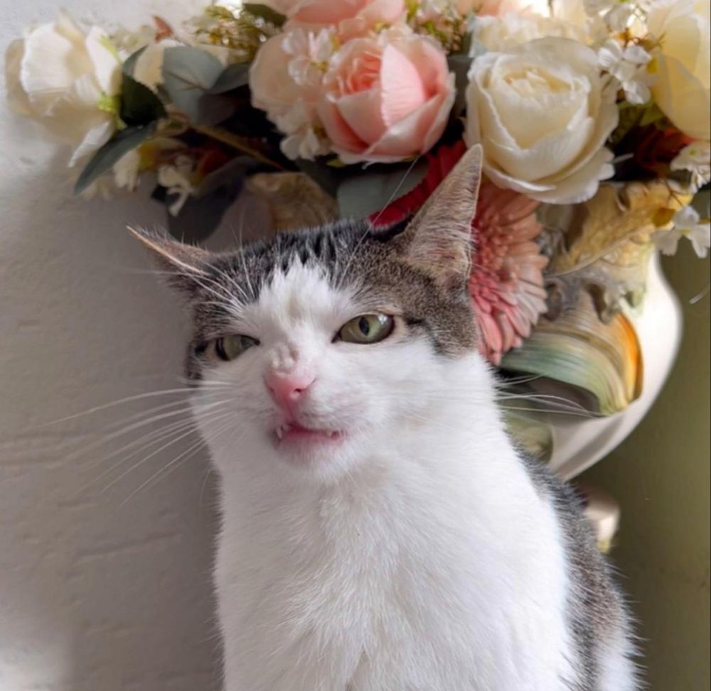 11 Potret Luna, Kucing yang Suka Ngunyah dan Bombastic Side