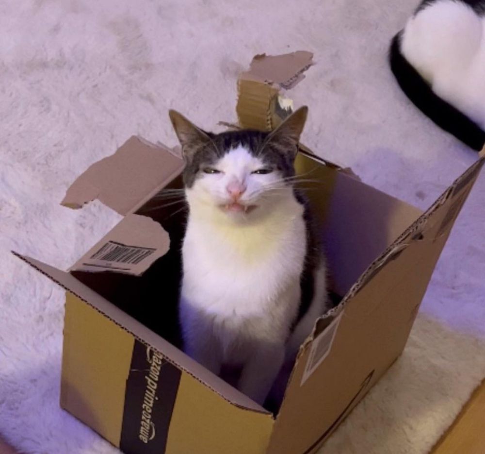 11 Potret Luna, Kucing yang Suka Ngunyah dan Bombastic Side