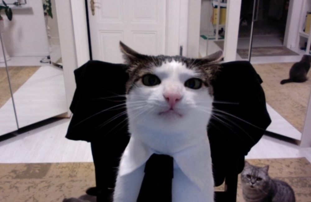 11 Potret Luna, Kucing yang Suka Ngunyah dan Bombastic Side