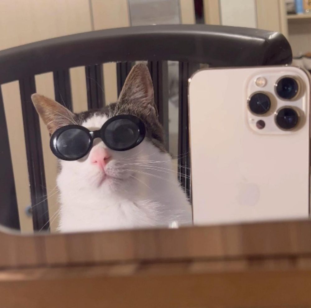 11 Potret Luna, Kucing yang Suka Ngunyah dan Bombastic Side