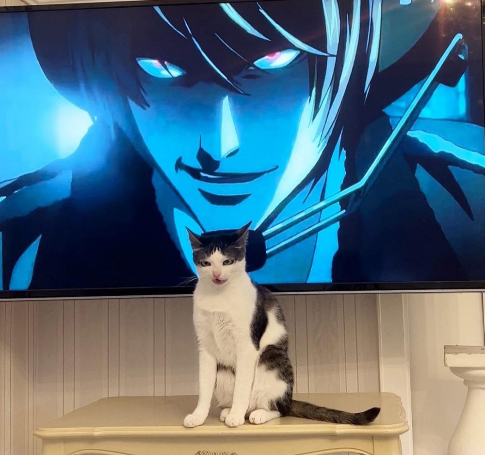 11 Potret Luna, Kucing yang Suka Ngunyah dan Bombastic Side