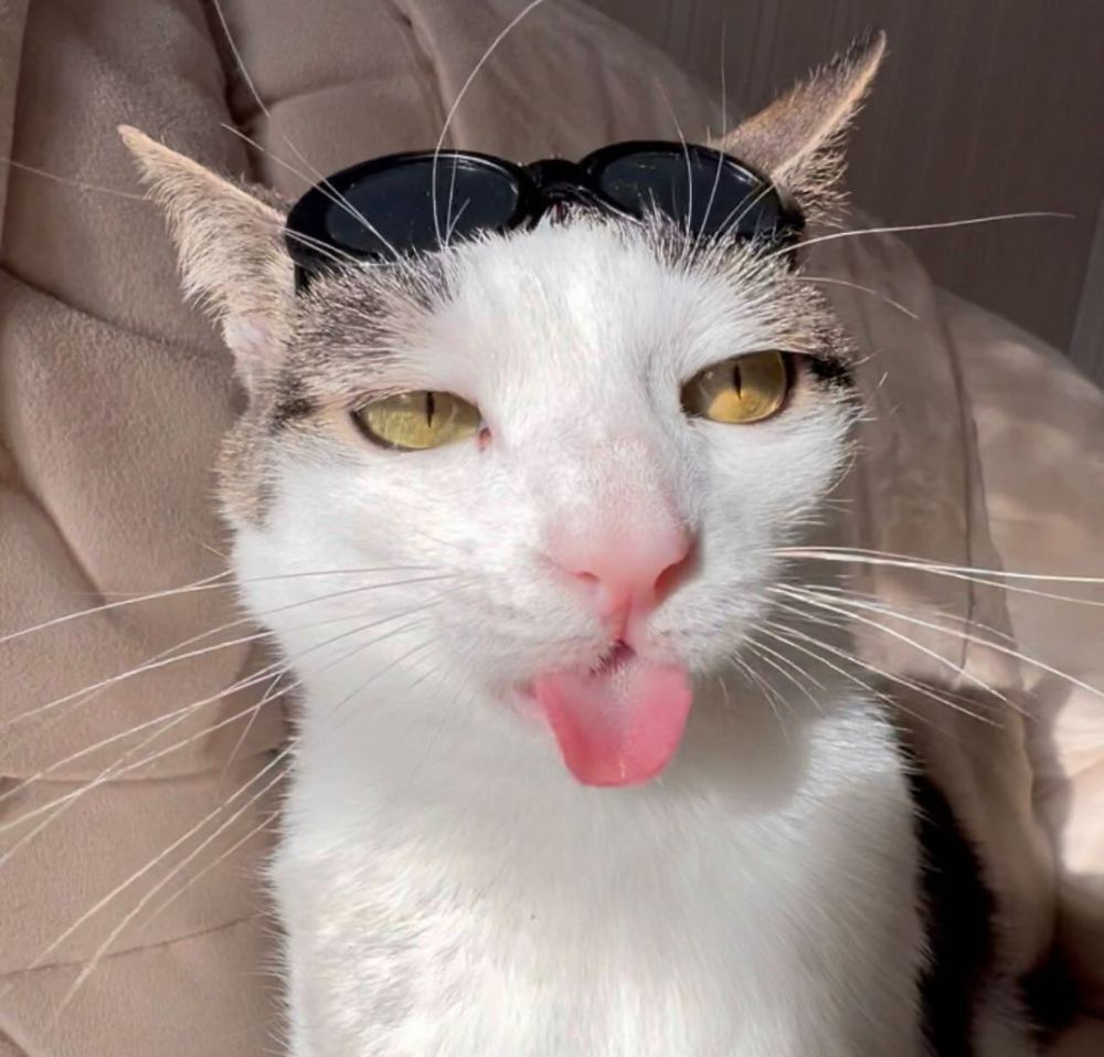 11 Potret Luna, Kucing yang Suka Ngunyah dan Bombastic Side