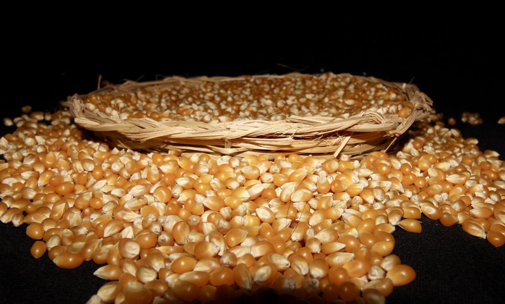 Zea Mays