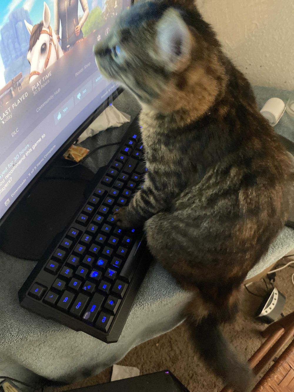 9 Potret Kucing Main Game, Ada yang Main Valorant, dong!