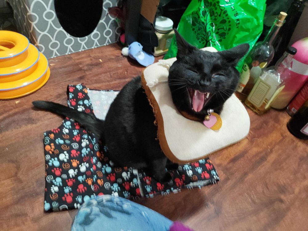 10 Foto Gemas Kucing Memakai Collar Bentuk Roti, Lucu Betul!