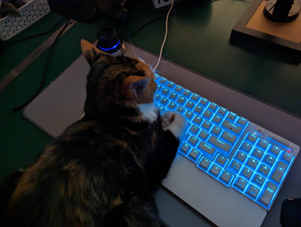 9 Potret Kucing Main Game, Ada yang Main Valorant, dong!