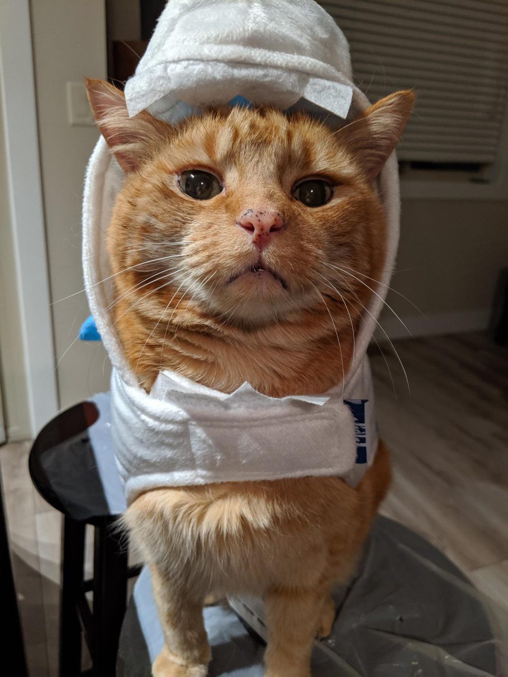 10 Foto Gemas Kucing dan Objek Bentuk Hiu, Lucu-Lucu!