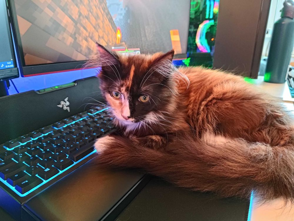 9 Potret Kucing Main Game, Ada yang Main Valorant, dong!