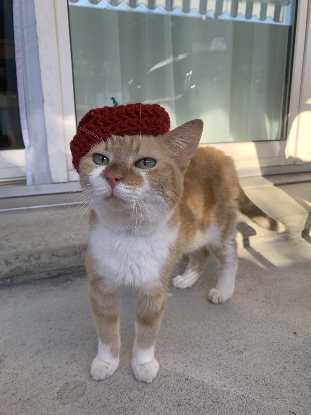 8 Potret Kucing Pakai Topi Apel, Sama-sama Bulat!