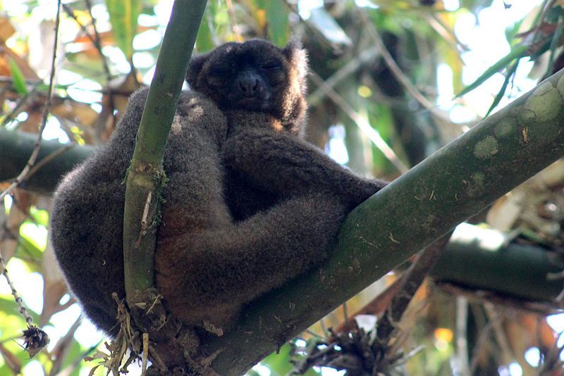 5 Fakta Lemur Bambu Besar, Primata yang Pilih-Pilih Makanan!
