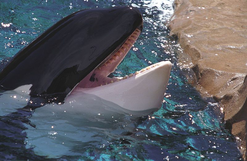 5 Perbedaan Orca dengan Paus Pembunuh Palsu, Bisa Menebak?