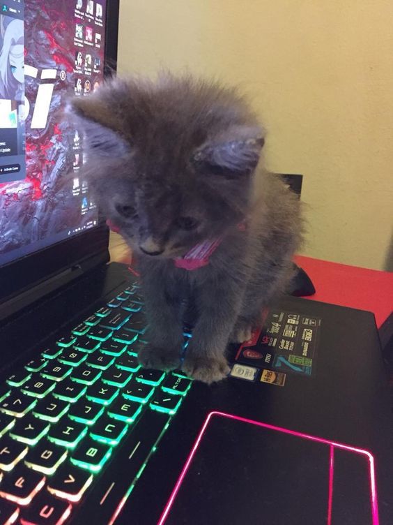 9 Potret Kucing Main Game, Ada yang Main Valorant, dong!